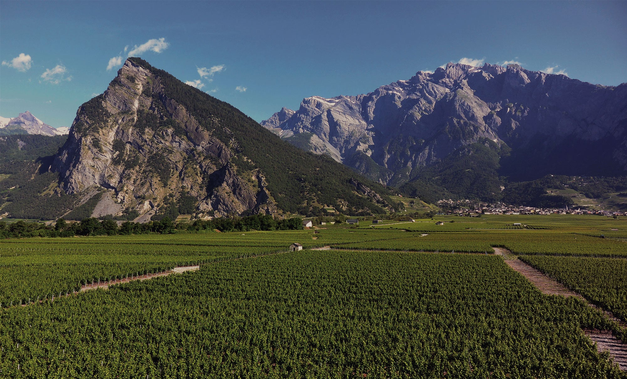 Schenk family Suisse – Weinproduzent und -vertreiber seit 1893