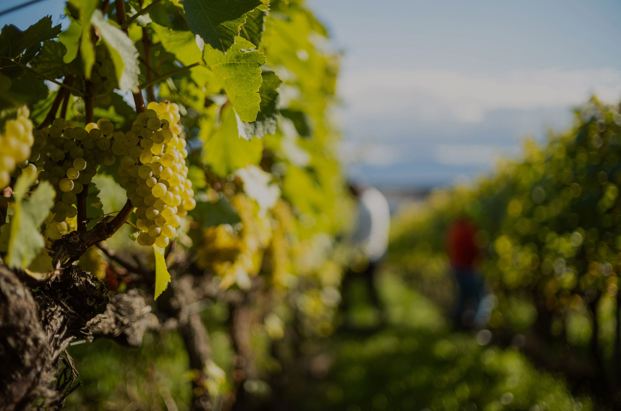 Schenk family Suisse - Producteurs et distributeur de vins depuis 1893